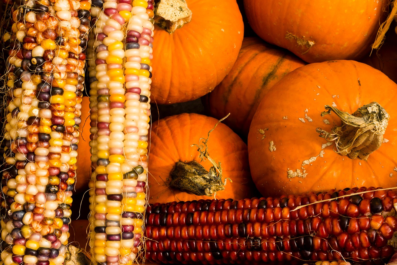 A Tour of Artisan Cheeses in the Driftless Region – Cheese Underground