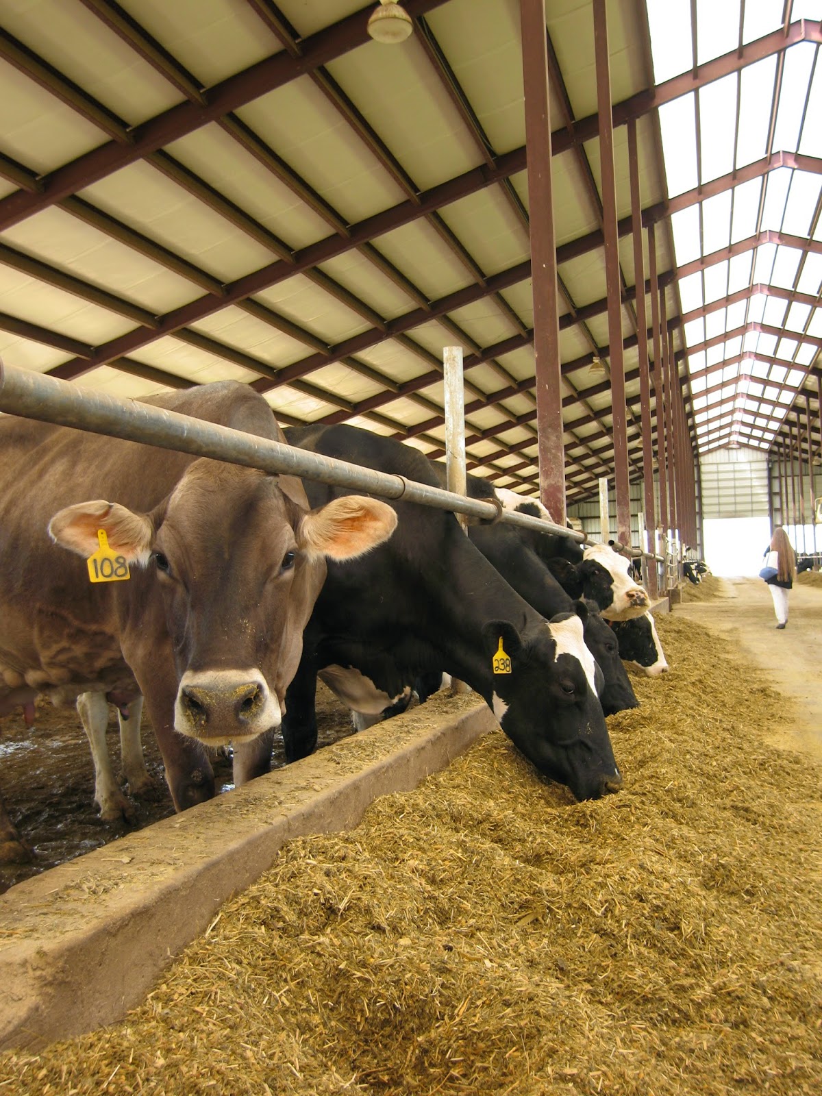 Pagel’s Ponderosa Dairy: More Cows, More Milk, New Cheese – Cheese ...