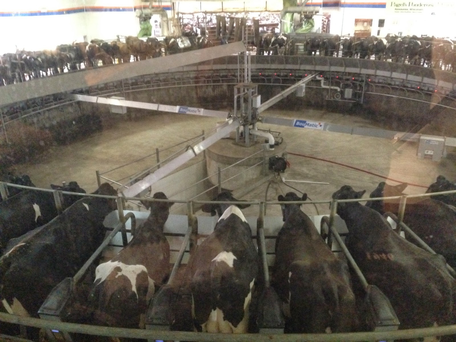 Pagel’s Ponderosa Dairy: More Cows, More Milk, New Cheese – Cheese ...