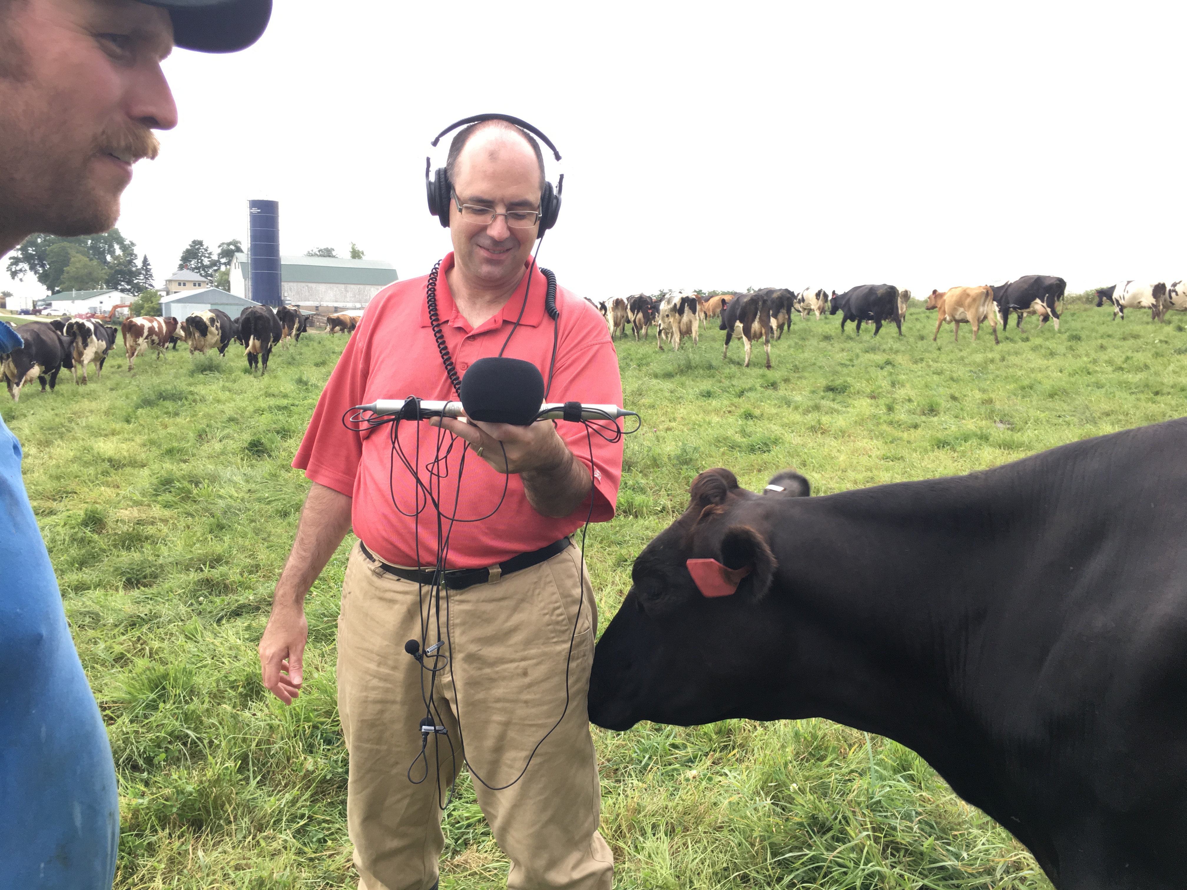 Seasonal Milk, Seasonal Cheese at Uplands – Cheese Underground